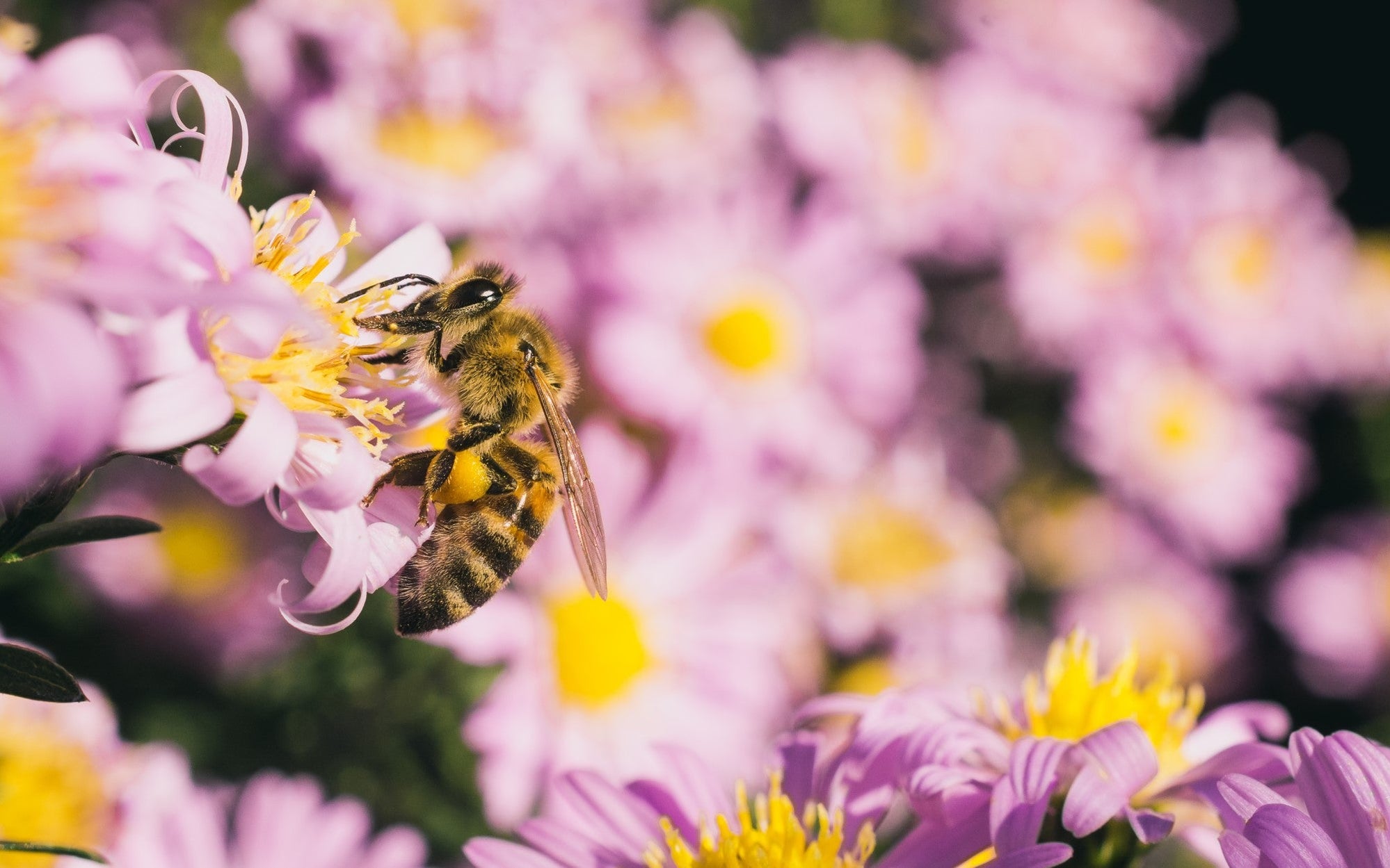 The Buzz about Bees: An In-Depth Look at the Fascinating Biology of These Pollinators — hBARSCI