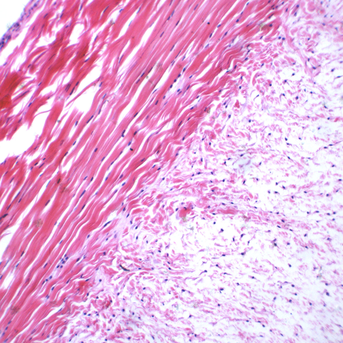 Eisco - 25 Pack Prepared Microscope Slides of Frog Tendon Longitudinal ...