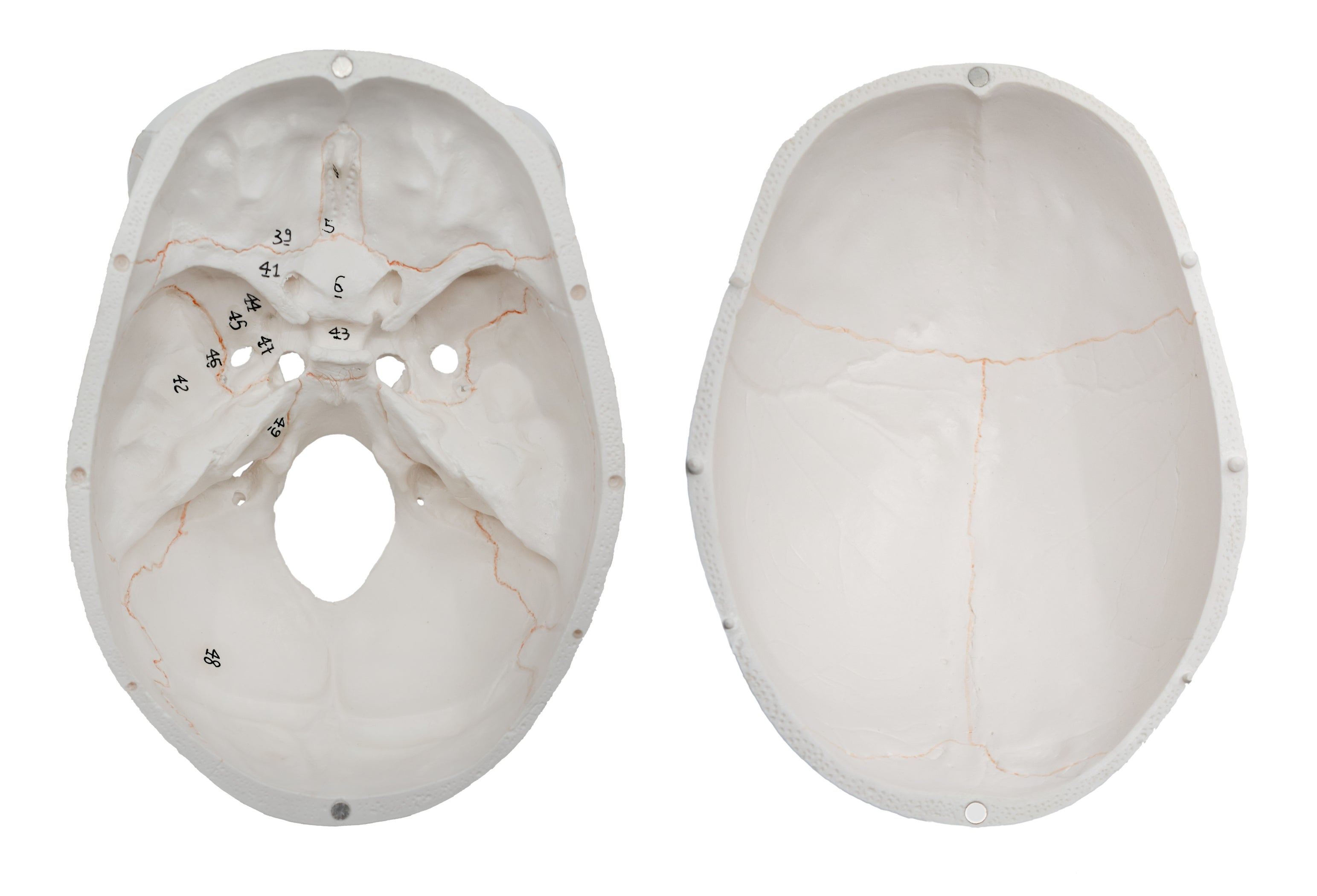 Numbered Skull - Human Anatomical Model, 3 Part - Numbered with Key Ca ...
