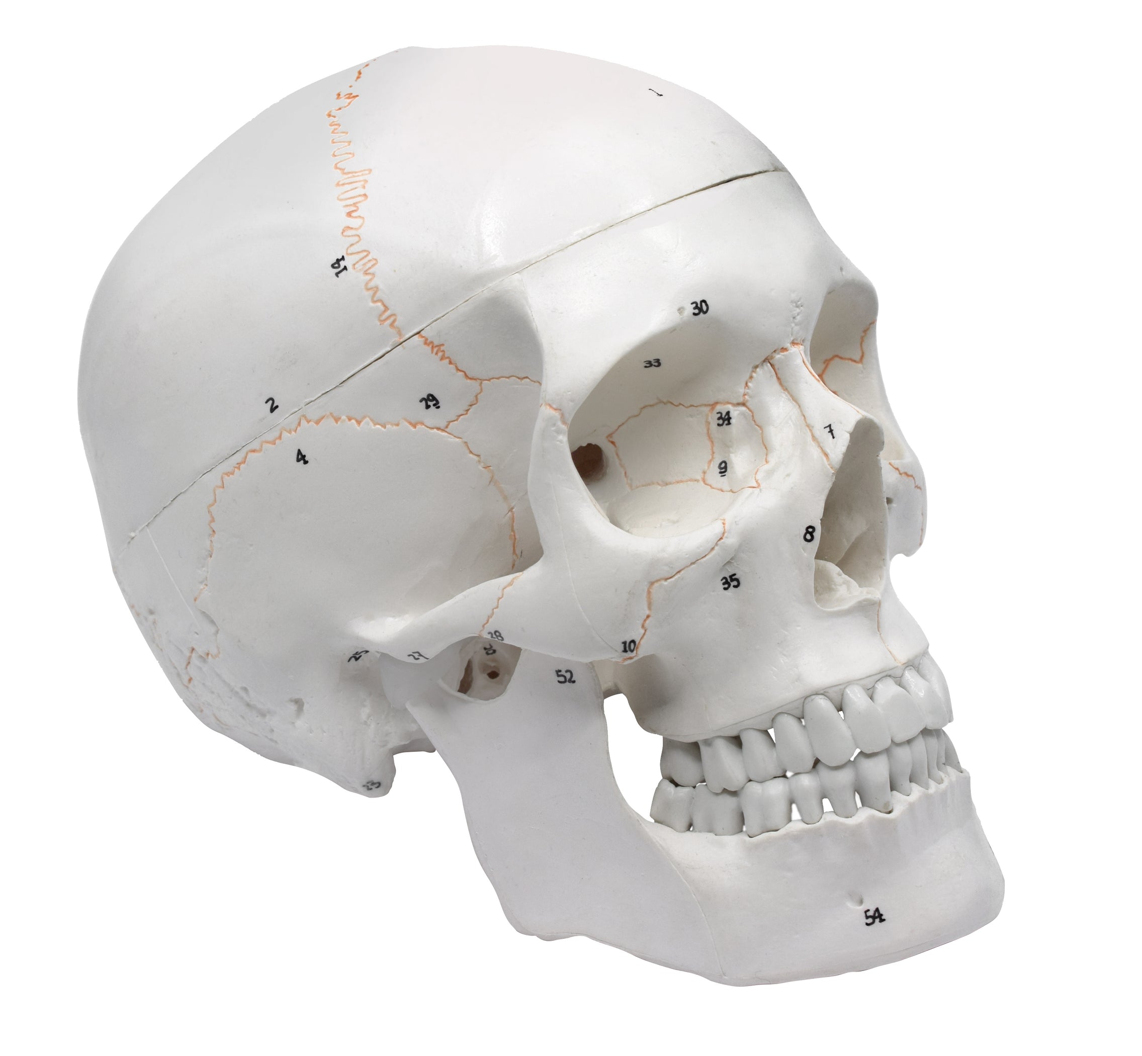 Numbered Skull - Human Anatomical Model, 3 Part - Numbered with Key Ca ...