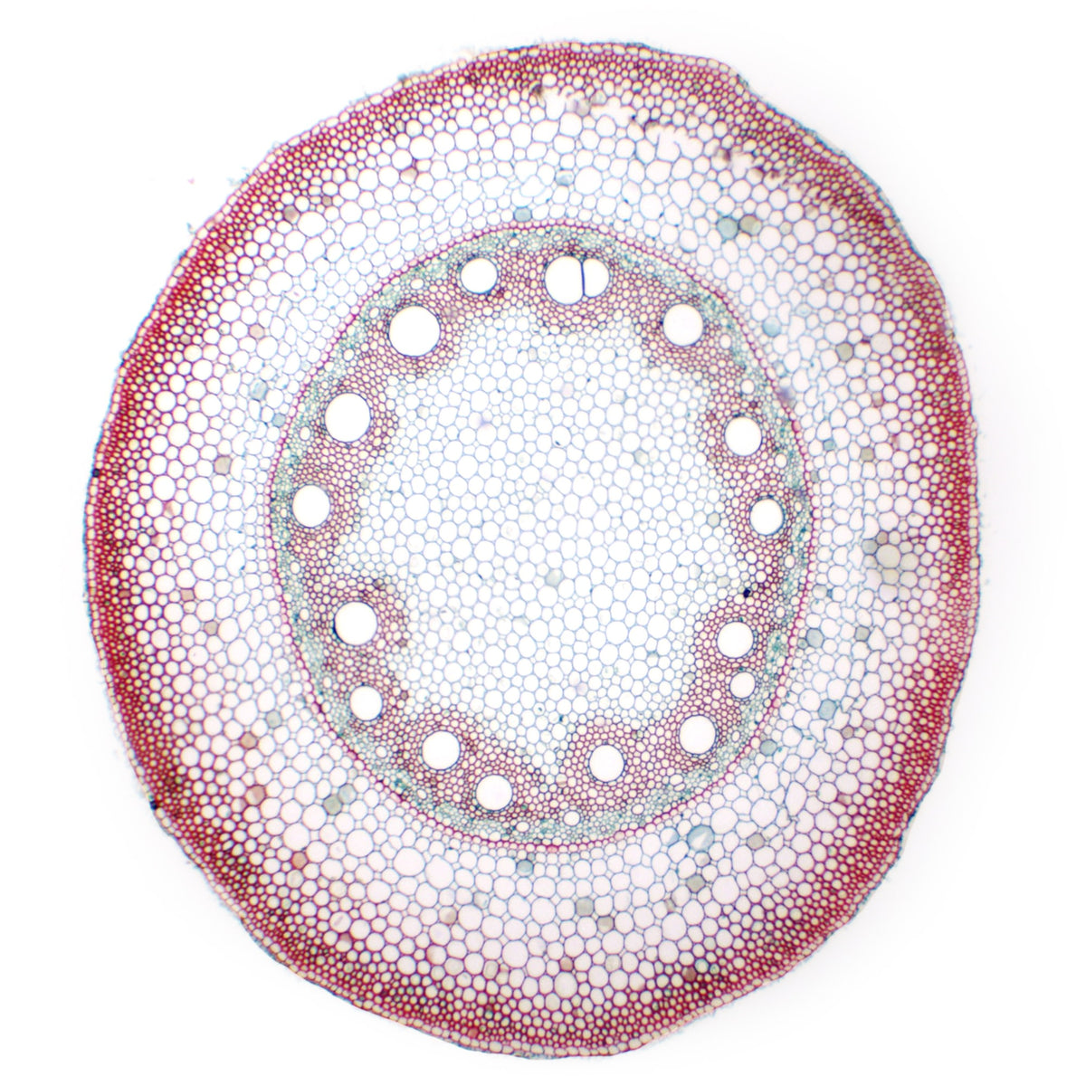 Monocot Root - Cross Section - Prepared Microscope Slide - 75x25mm ...