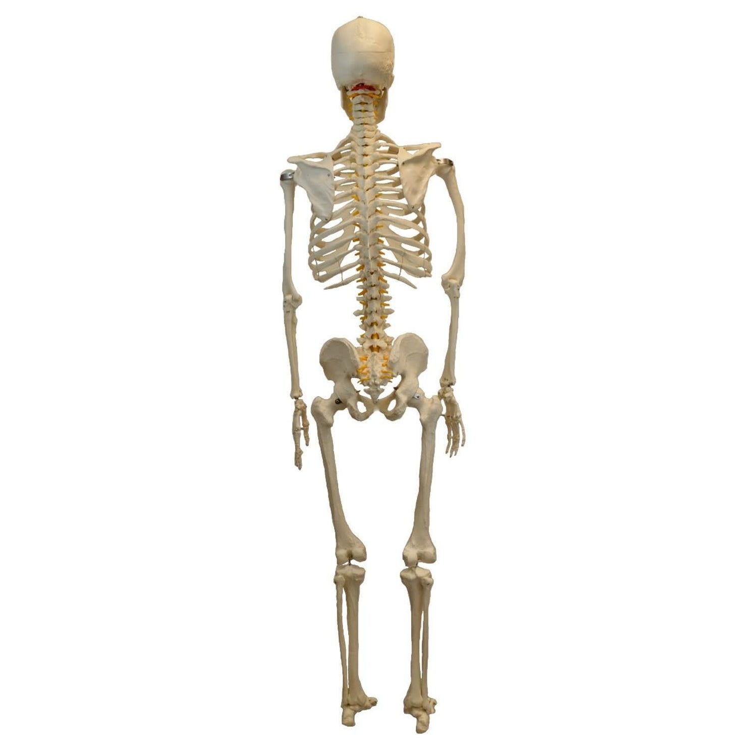 Eisco Labs Life Sized Human Skeleton Model (62" Height), Articulated J ...