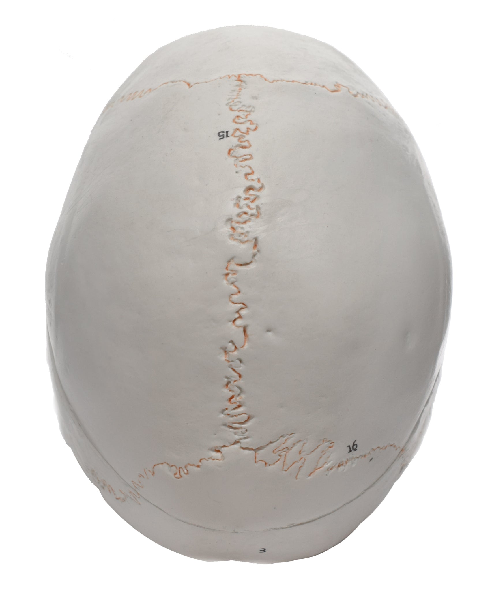 Numbered Skull - Human Anatomical Model, 3 Part - Numbered with Key Ca ...