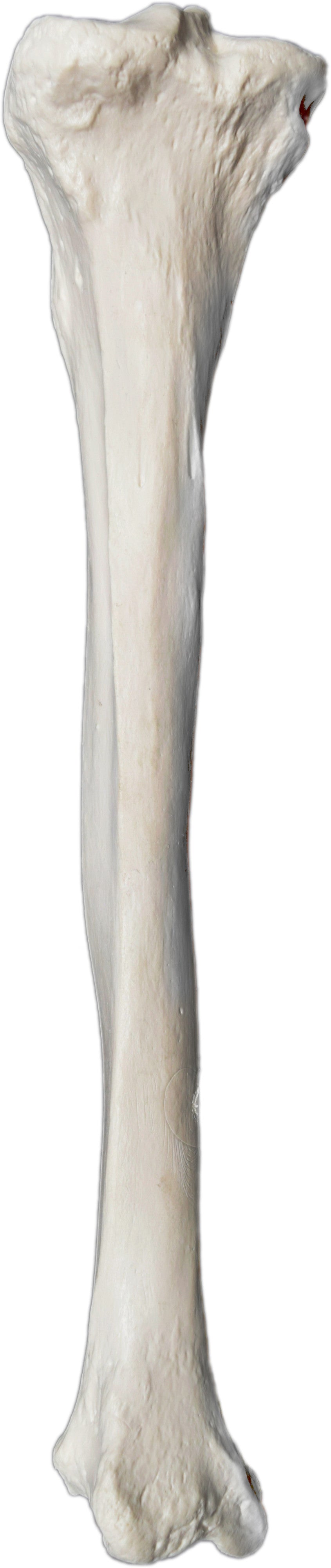 Tibia Bone - Left - Anatomically Accurate, Detailed Human Bone Replica ...