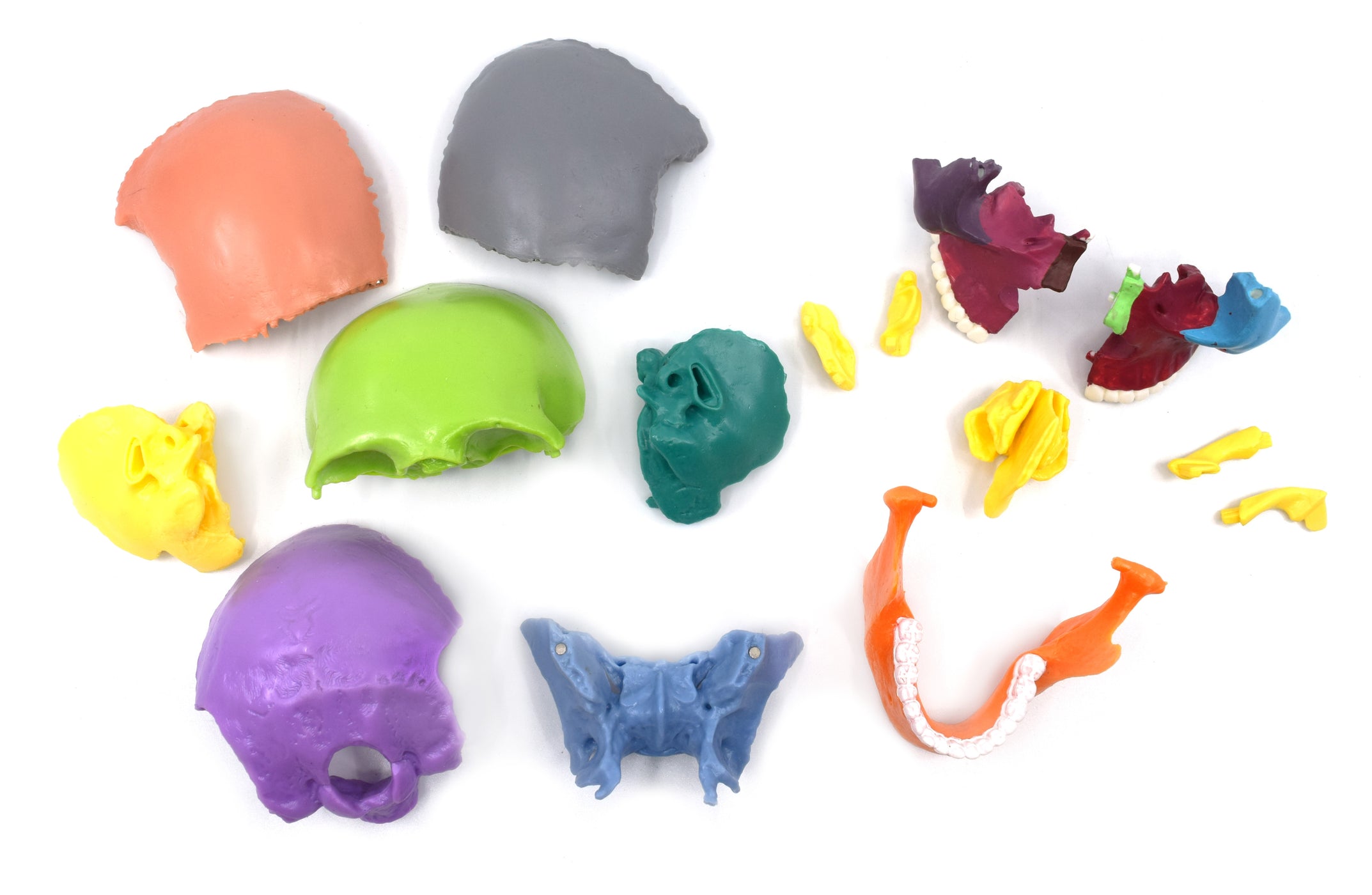 Didactic Mini Skull, Multicolored - 15 Pieces, Magnetic Mounting — hBARSCI