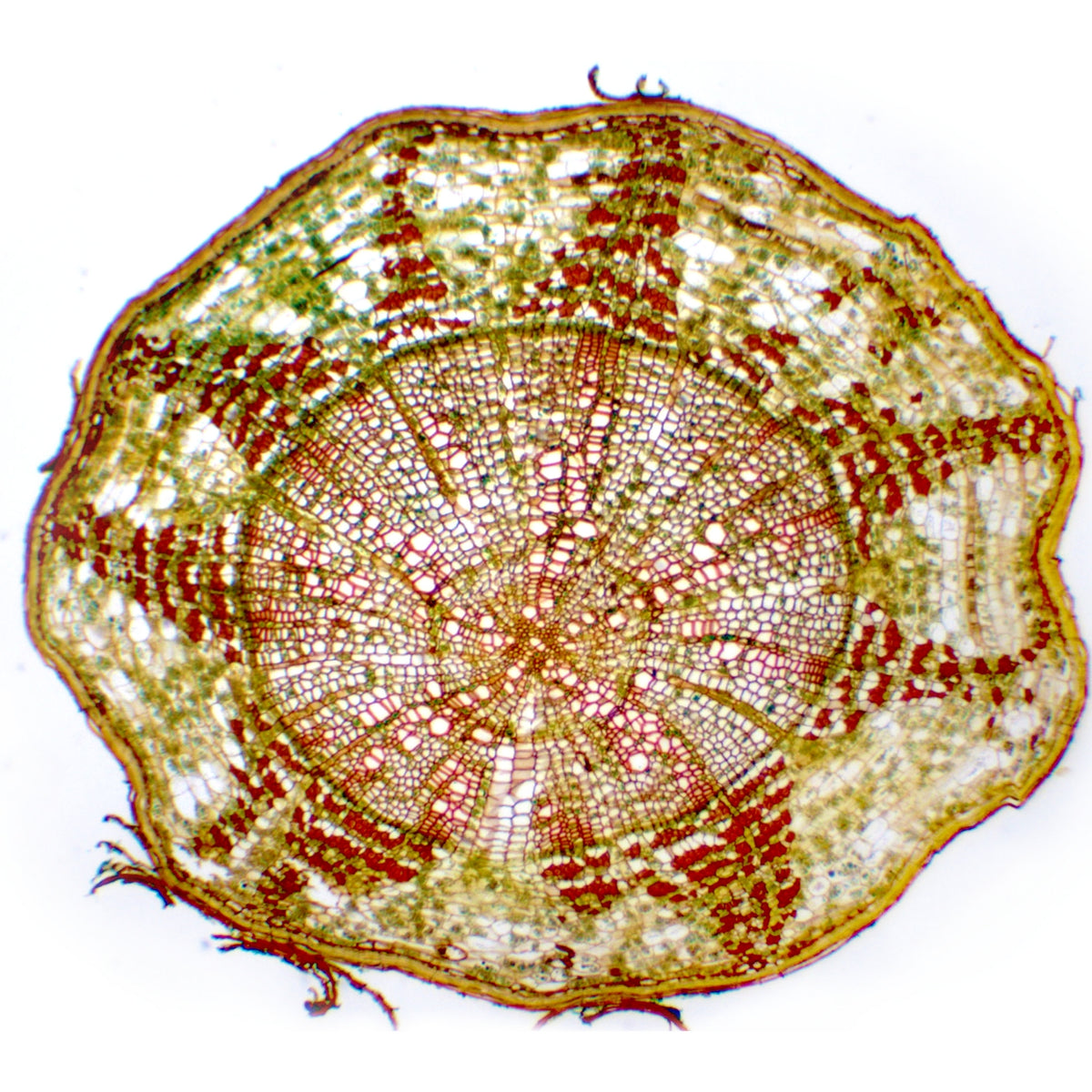 25PK Tilia Root Basswood - Cross Section - Prepared Microscope Slides ...