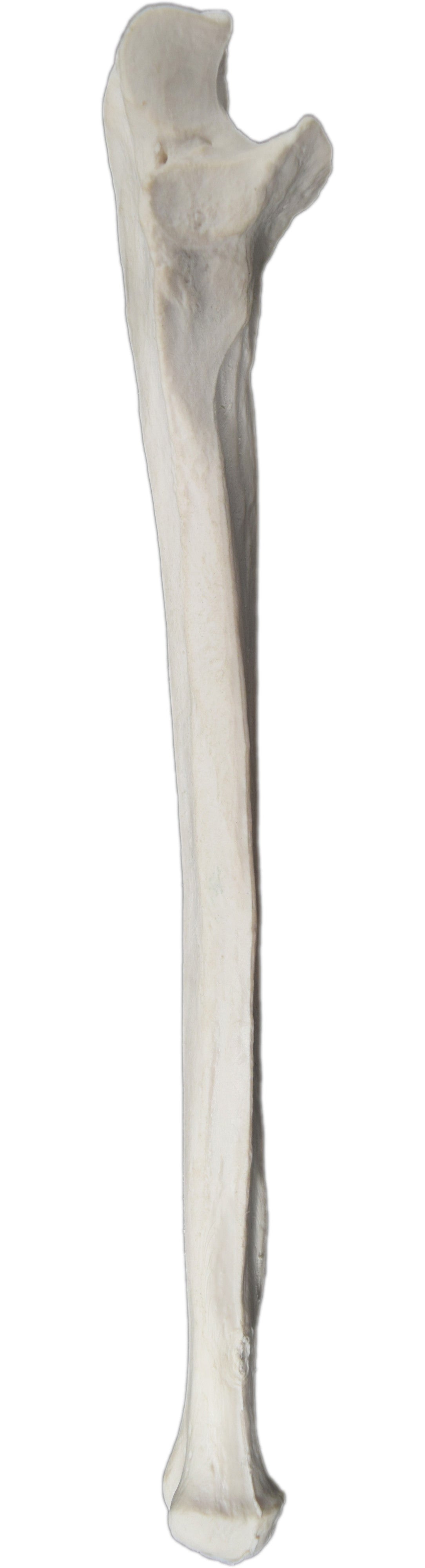 Ulna Bone Model - Right - Anatomically Accurate Human Ulnar Bone Repli ...