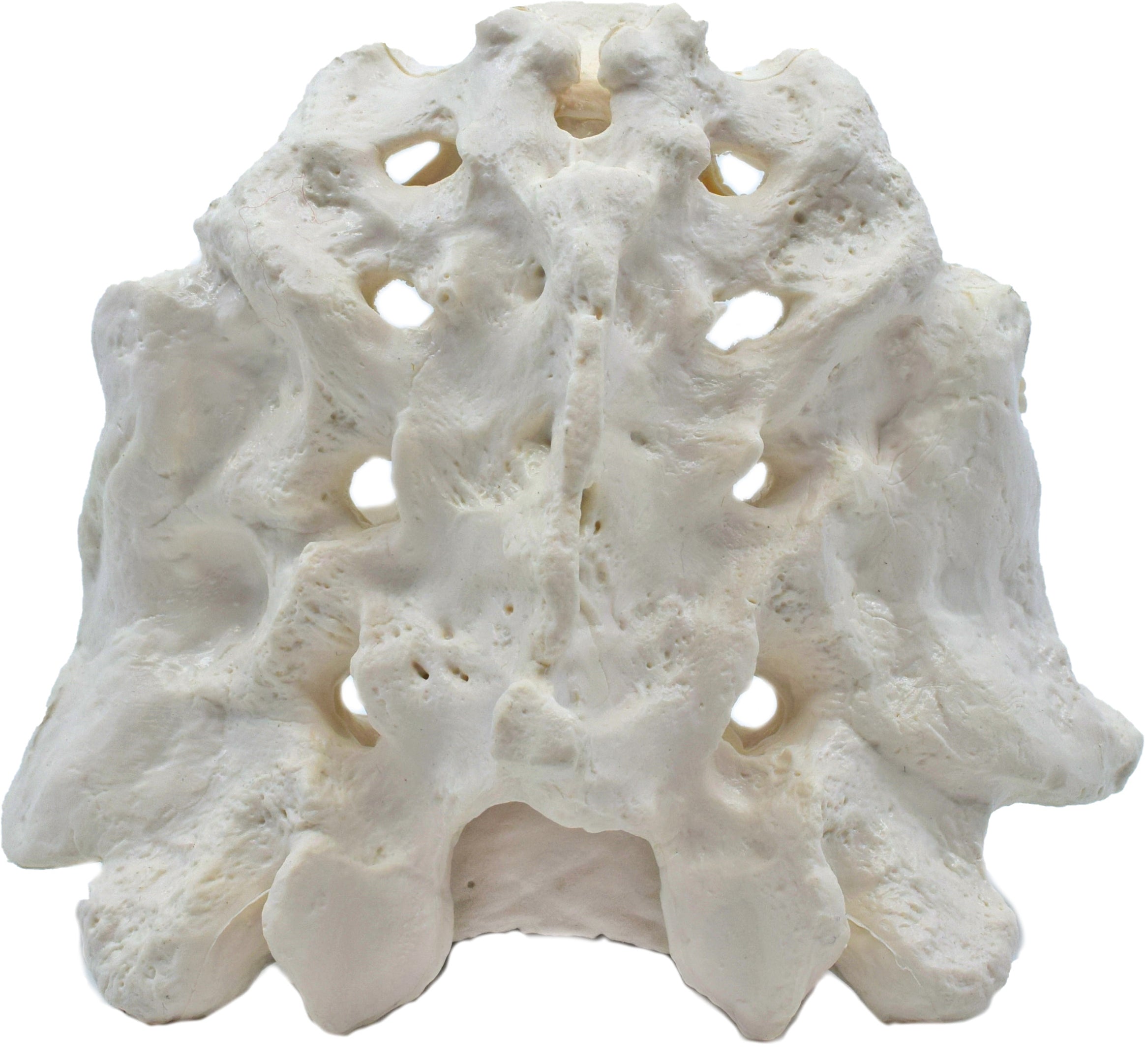 Sacrum Bone Model - Anatomically Accurate, Detailed Human Bone Replica ...
