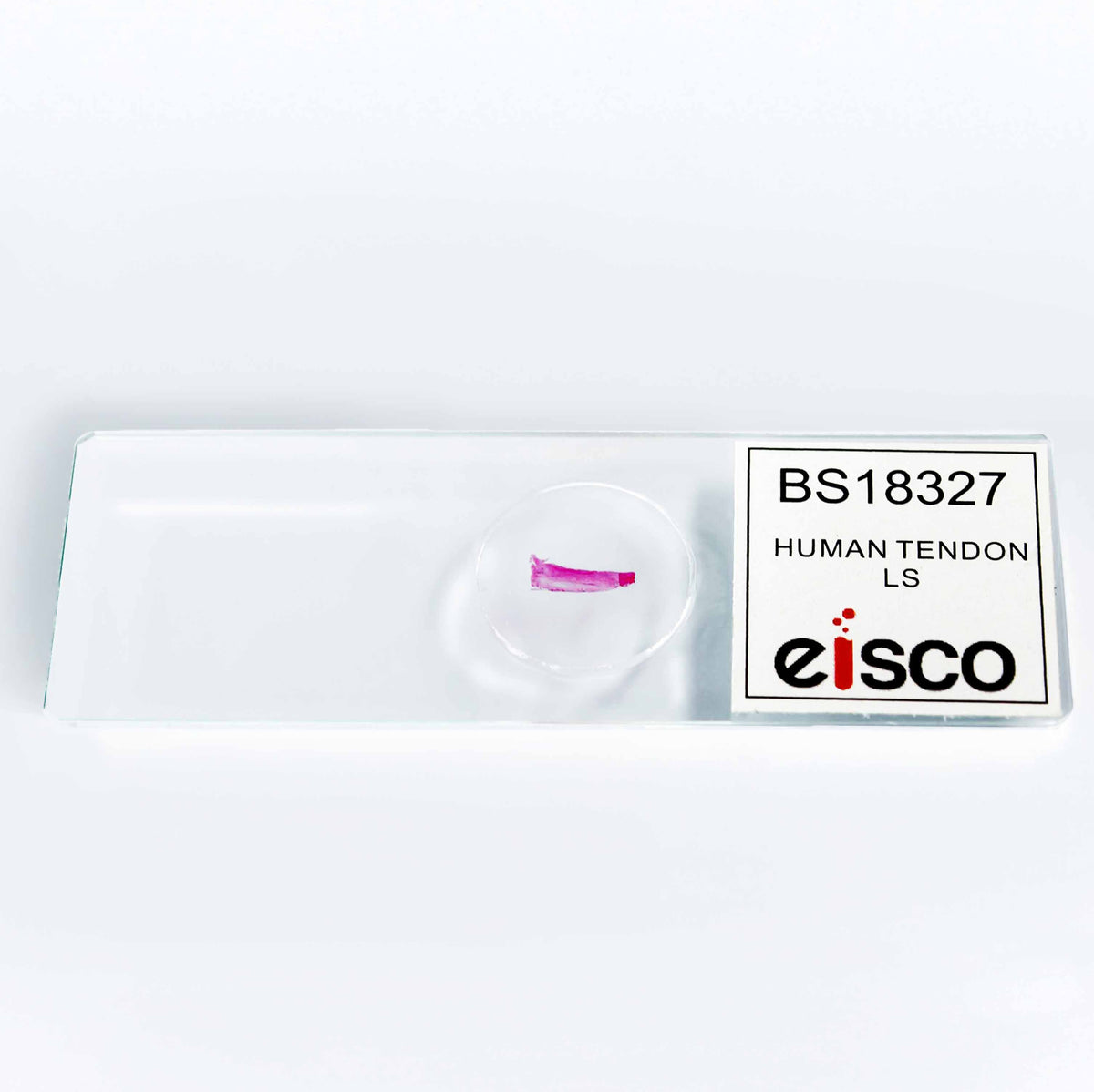 Eisco – Human Tendon Longitudinal Section Prepared Microscope Slide ...