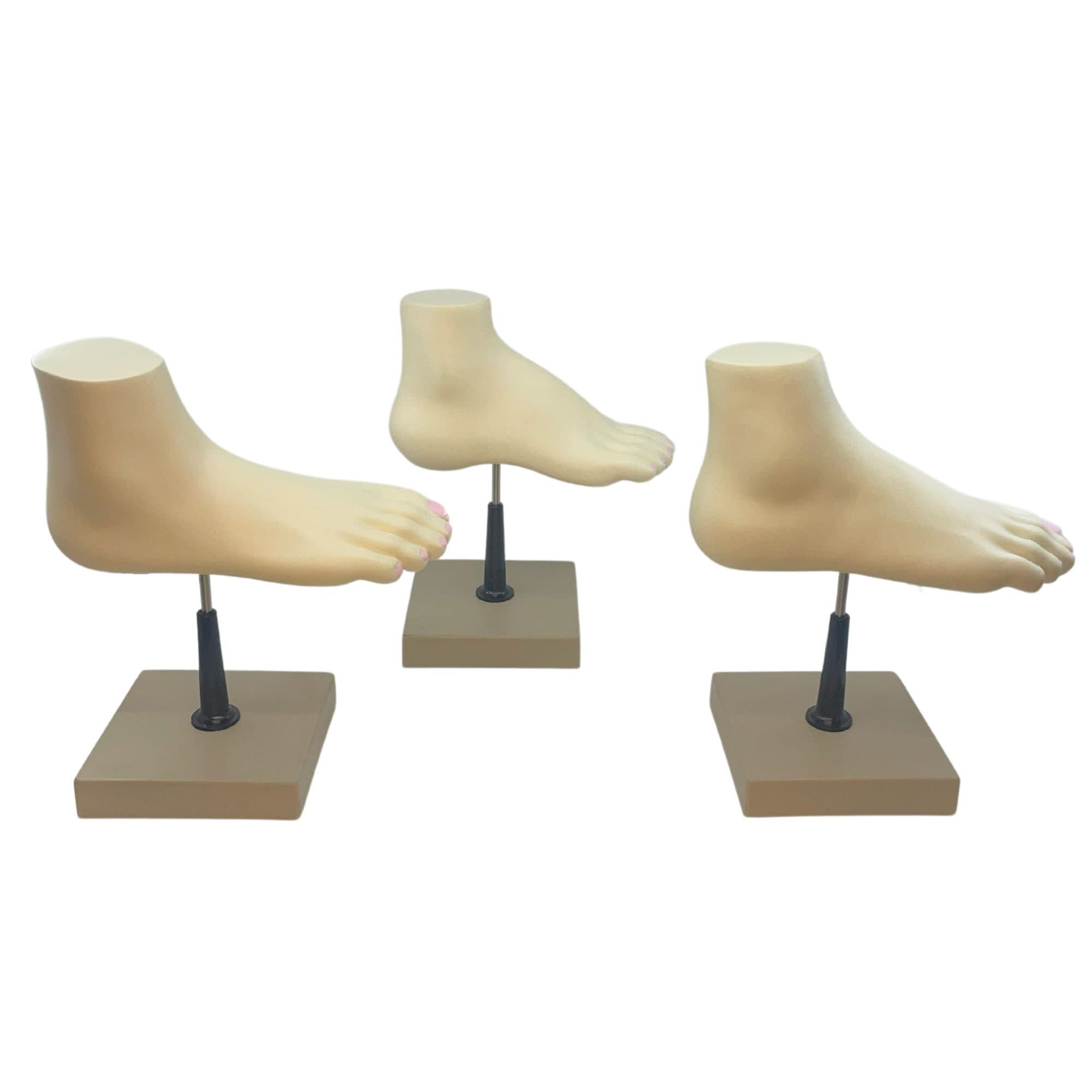 Eisco Labs - Human Foot Bow Model with 3 Feet - Anatomical Foot Model ...