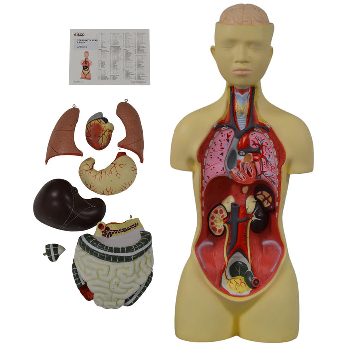 Eisco Labs - Human Anatomy Model - Anatomy Models Human Body - Model T ...