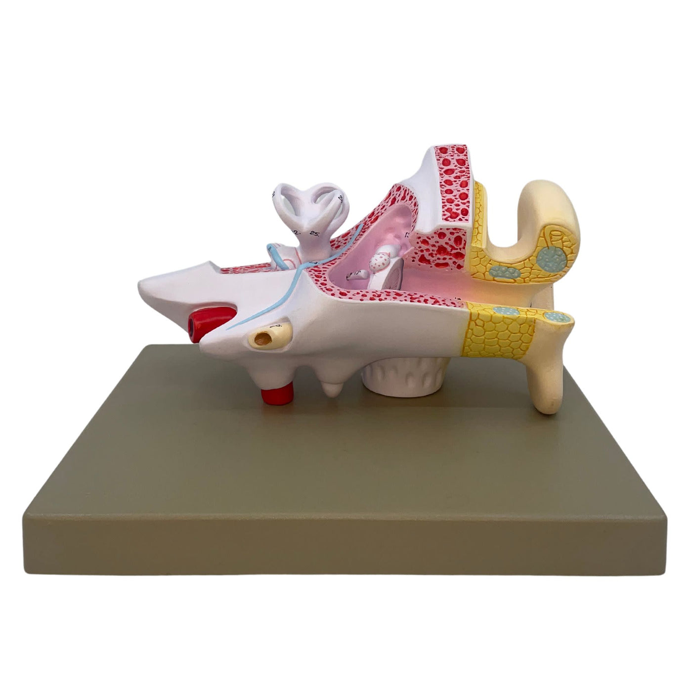 Eisco Labs - Ear Model - 3x Enlarged Model Human Ear with 3 Parts - Hu ...