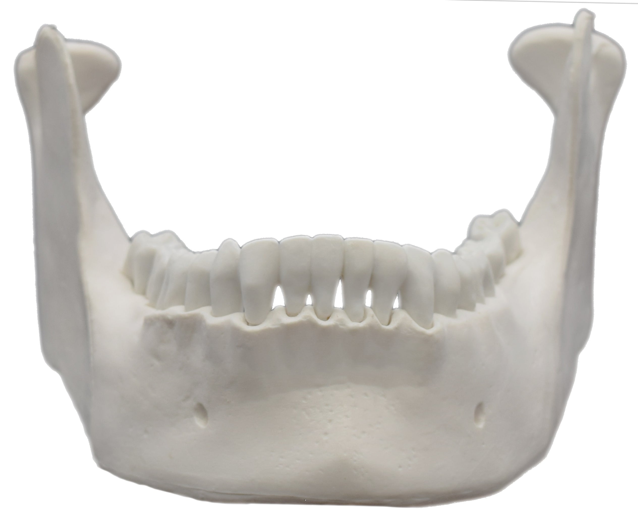 Mandible Bone Model - Anatomically Accurate, Detailed Human Bone Repli ...