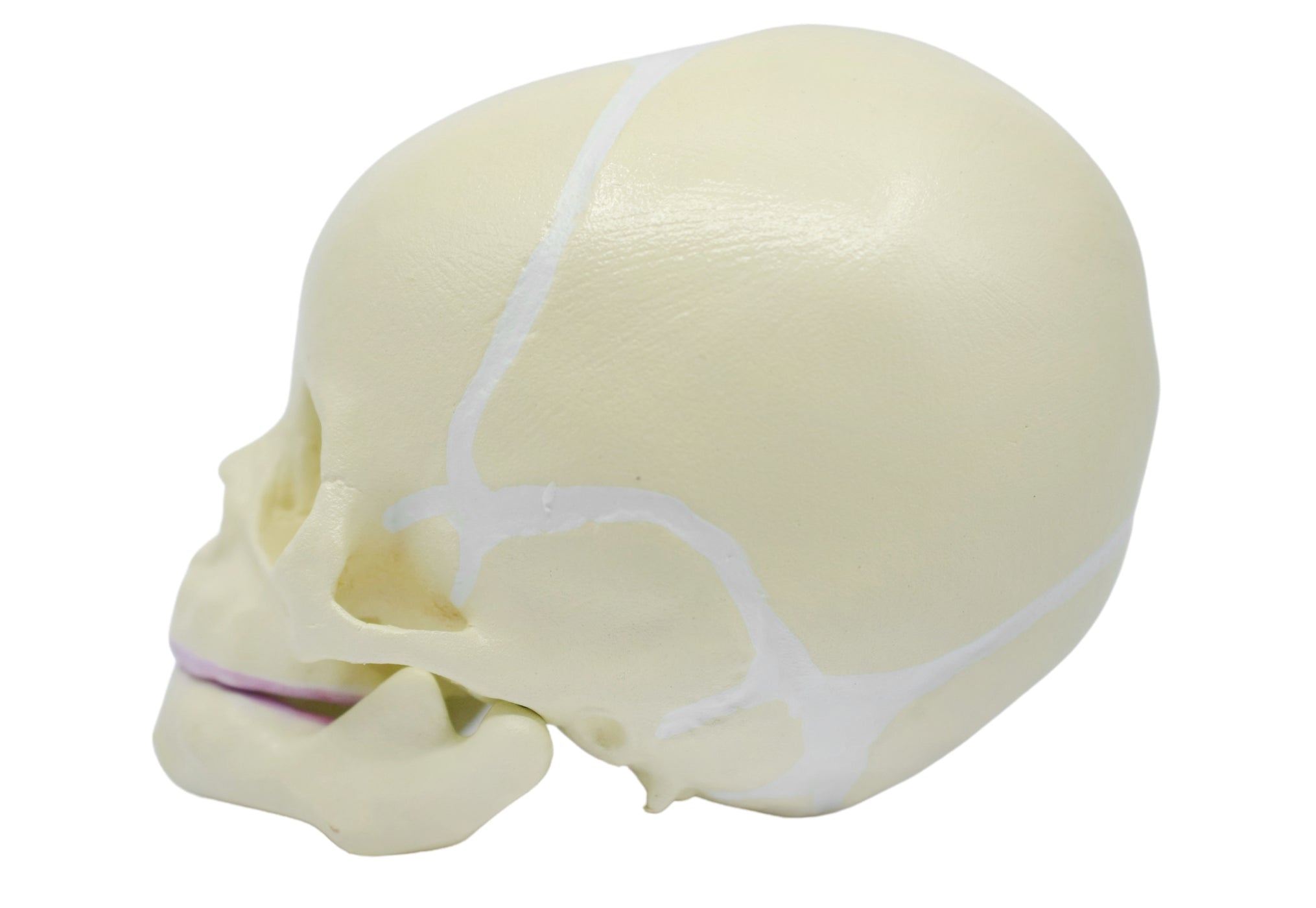 Infant Skull, Human Anatomical Model - Articulated Mandible — hBARSCI