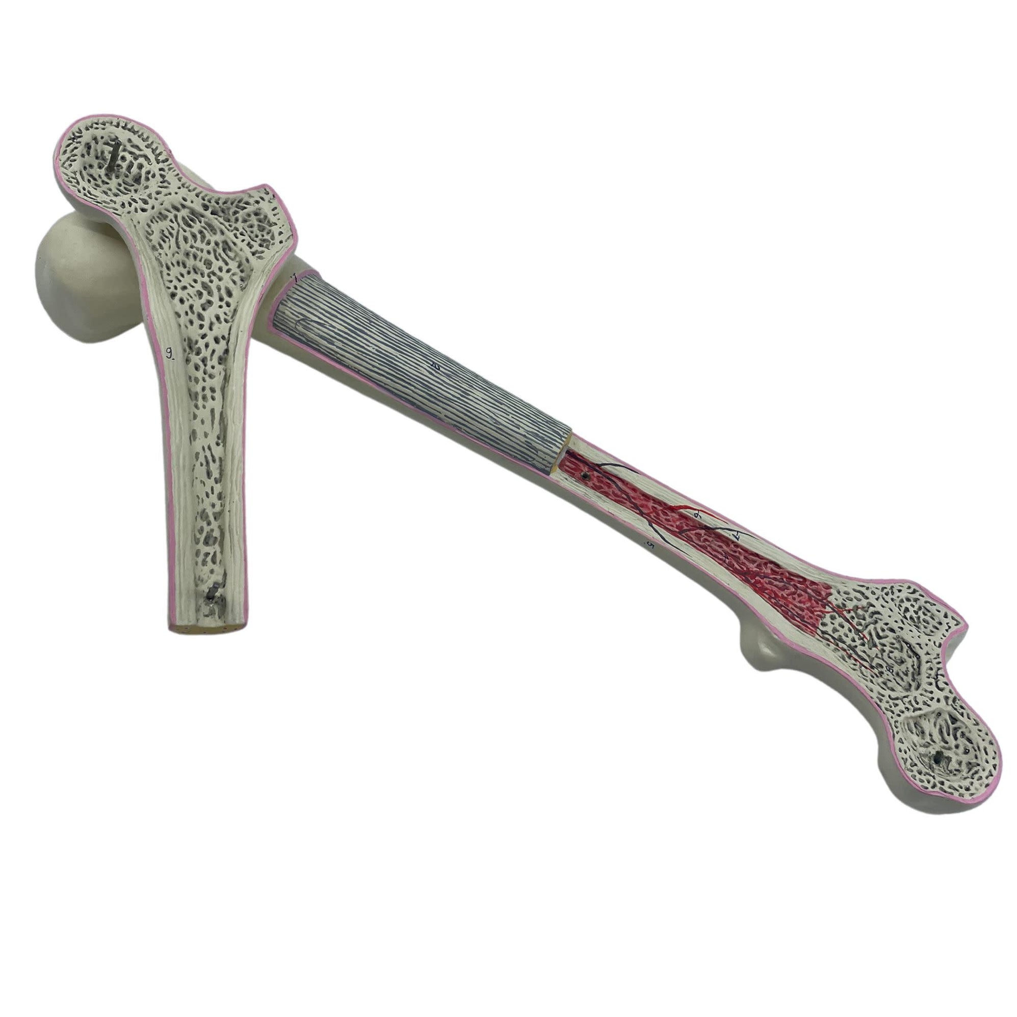 Eisco Labs - Model Human Femur with 2 Parts - 9 Anatomical Features, R ...