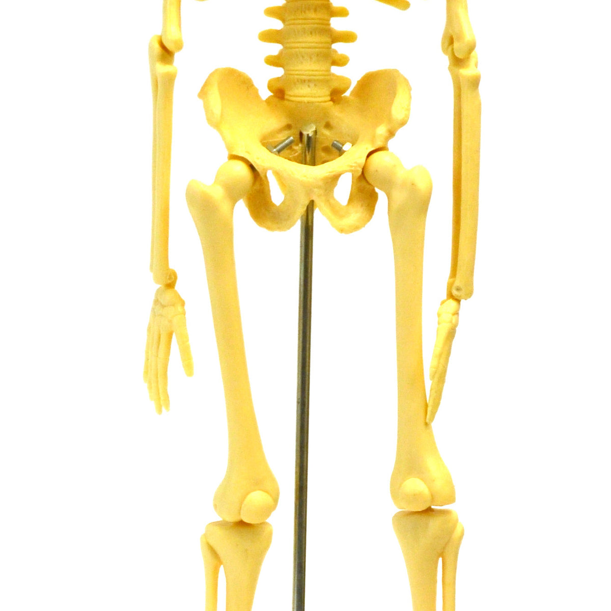 Micro Skeleton, Small Scale Anatomical Model (16.5" Height) — hBARSCI