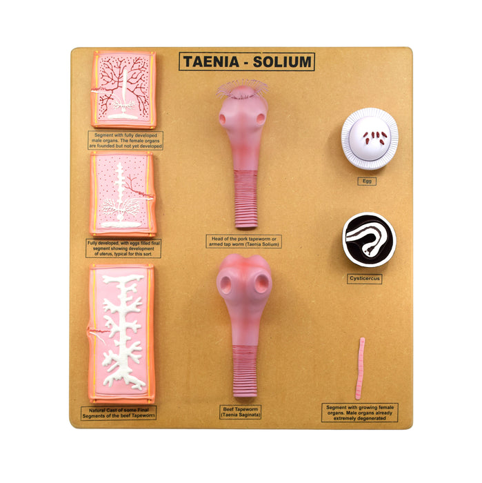 Comparative Tapeworm Model - Developmental Anatomy - Mounted on 18"x20 ...
