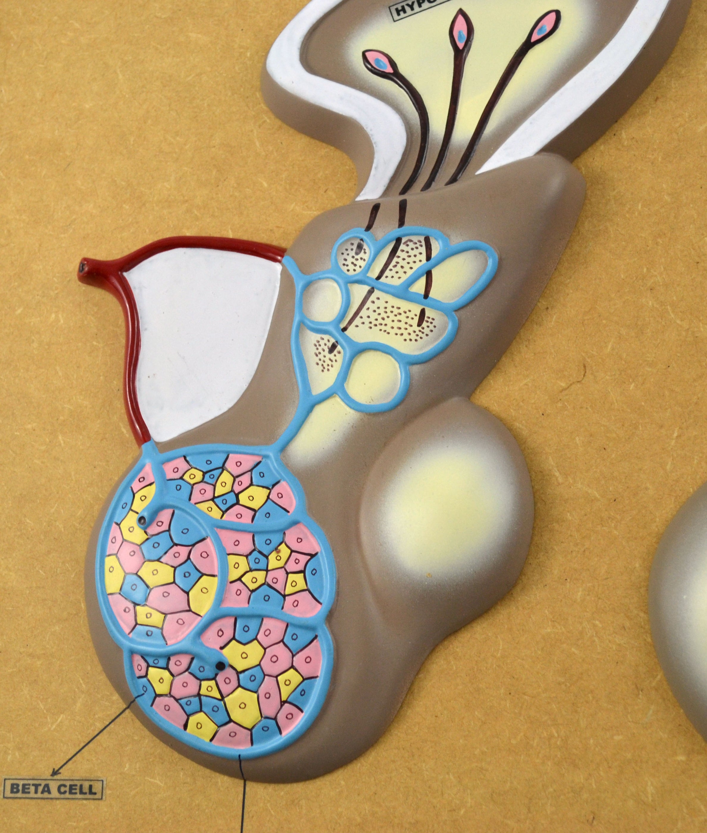 Model Pituitary Gland (Hypothalamus) mounted on Plaque — hBARSCI