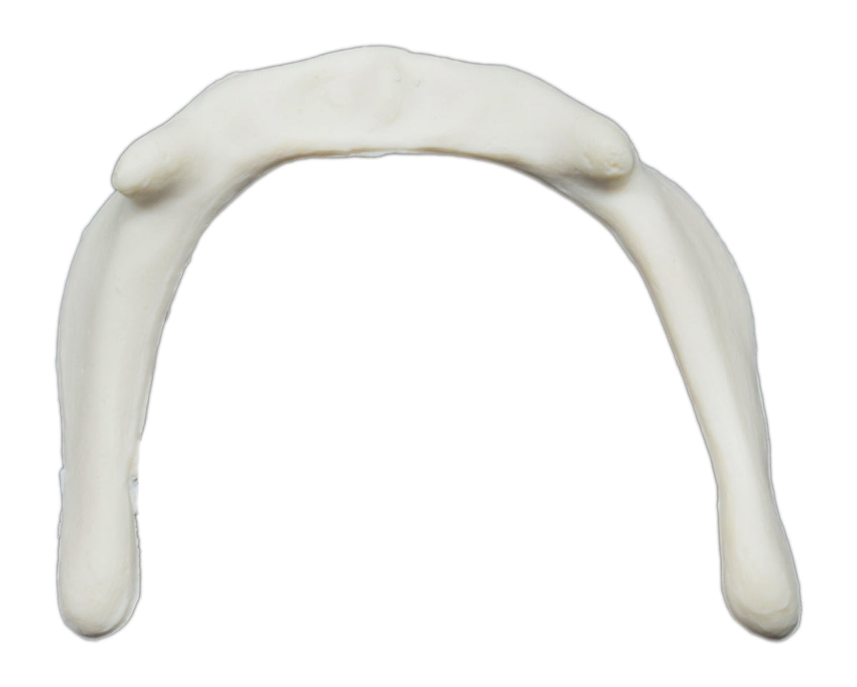 Hyoid Bone Model - Anatomically Accurate Human Bone Replica - Eisco ...