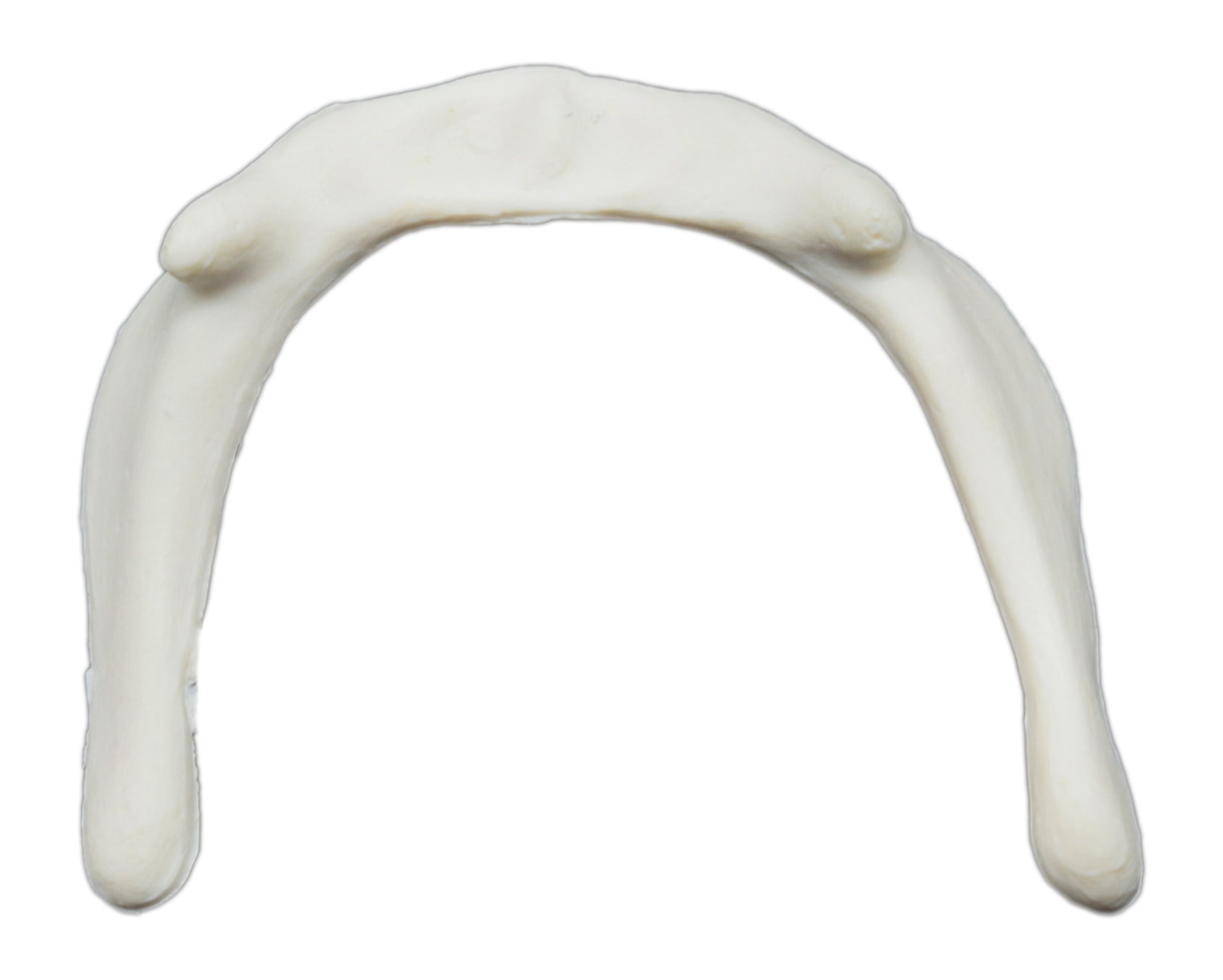 Hyoid Bone Model - Anatomically Accurate Human Bone Replica - Eisco ...