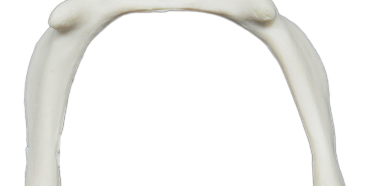 Hyoid Bone Model - Anatomically Accurate, Detailed Human Bone Replica ...