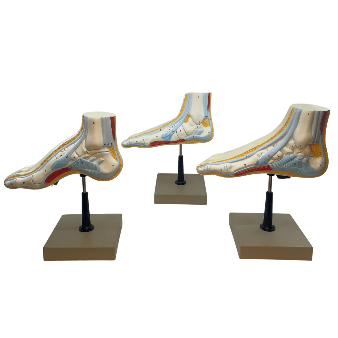 Eisco Labs - Human Foot Bow Model with 3 Feet - Anatomical Foot Model ...