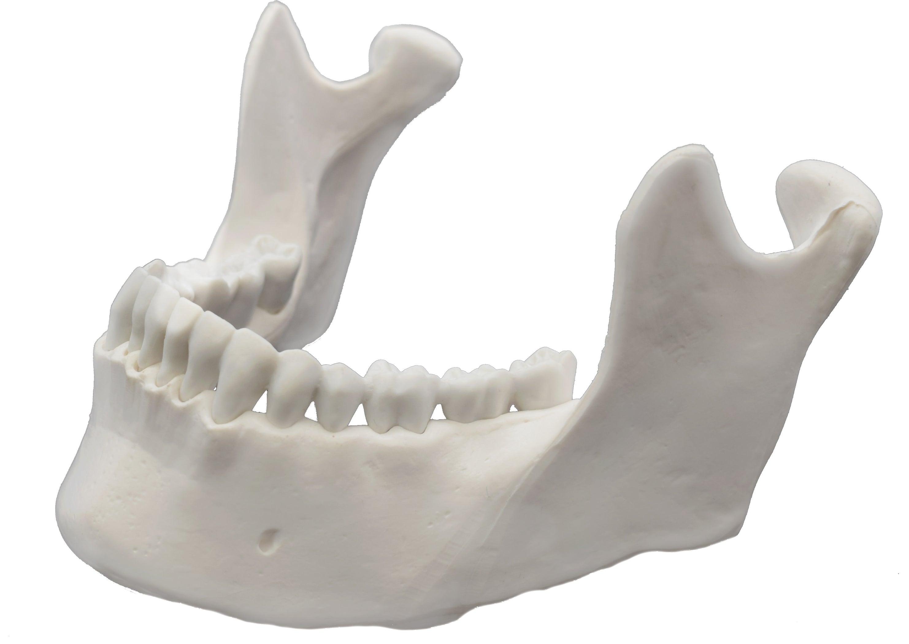 Mandible Bone Model - Anatomically Accurate, Detailed Human Bone Repli ...