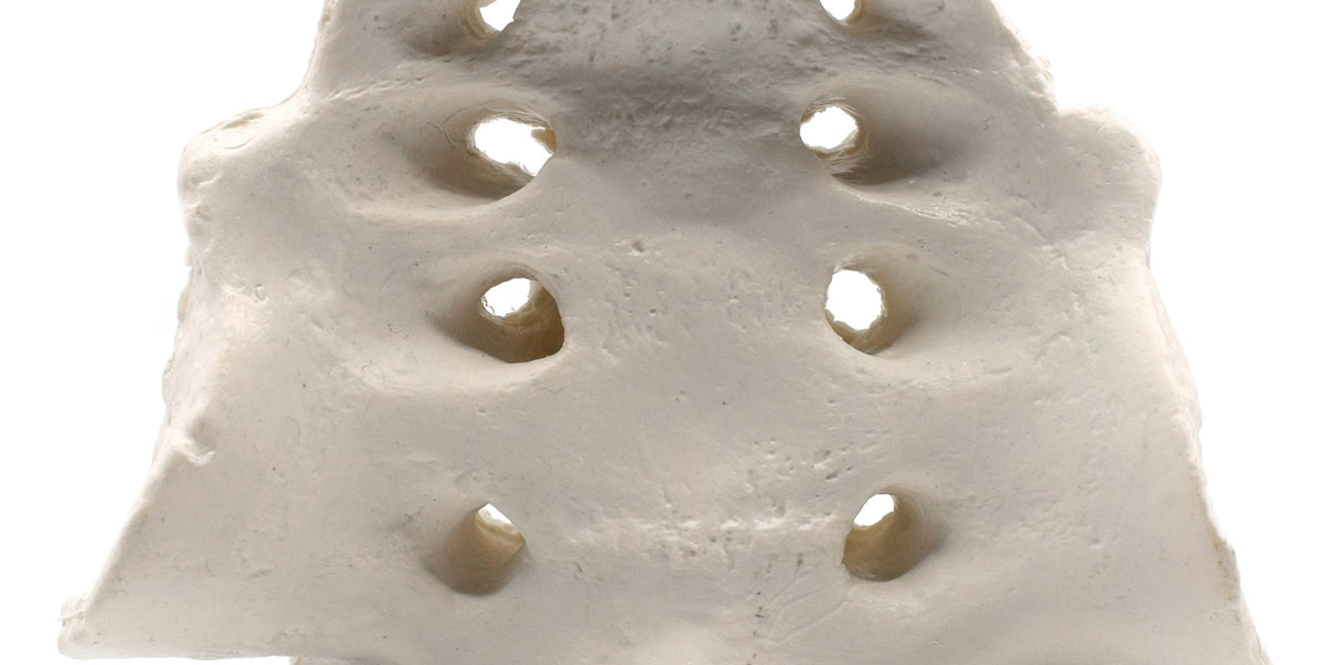 Sacrum Bone Model - Anatomically Accurate, Detailed Human Bone Replica ...