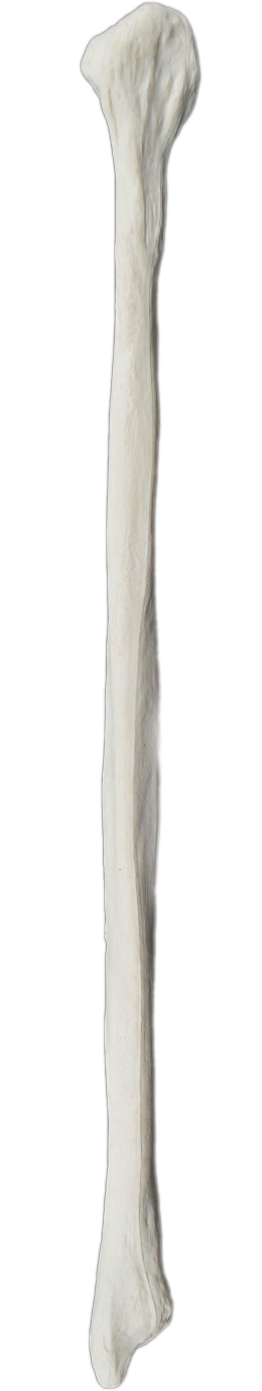 Fibula Bone Model - Left - Anatomically Accurate Human Fibula Bone Rep ...