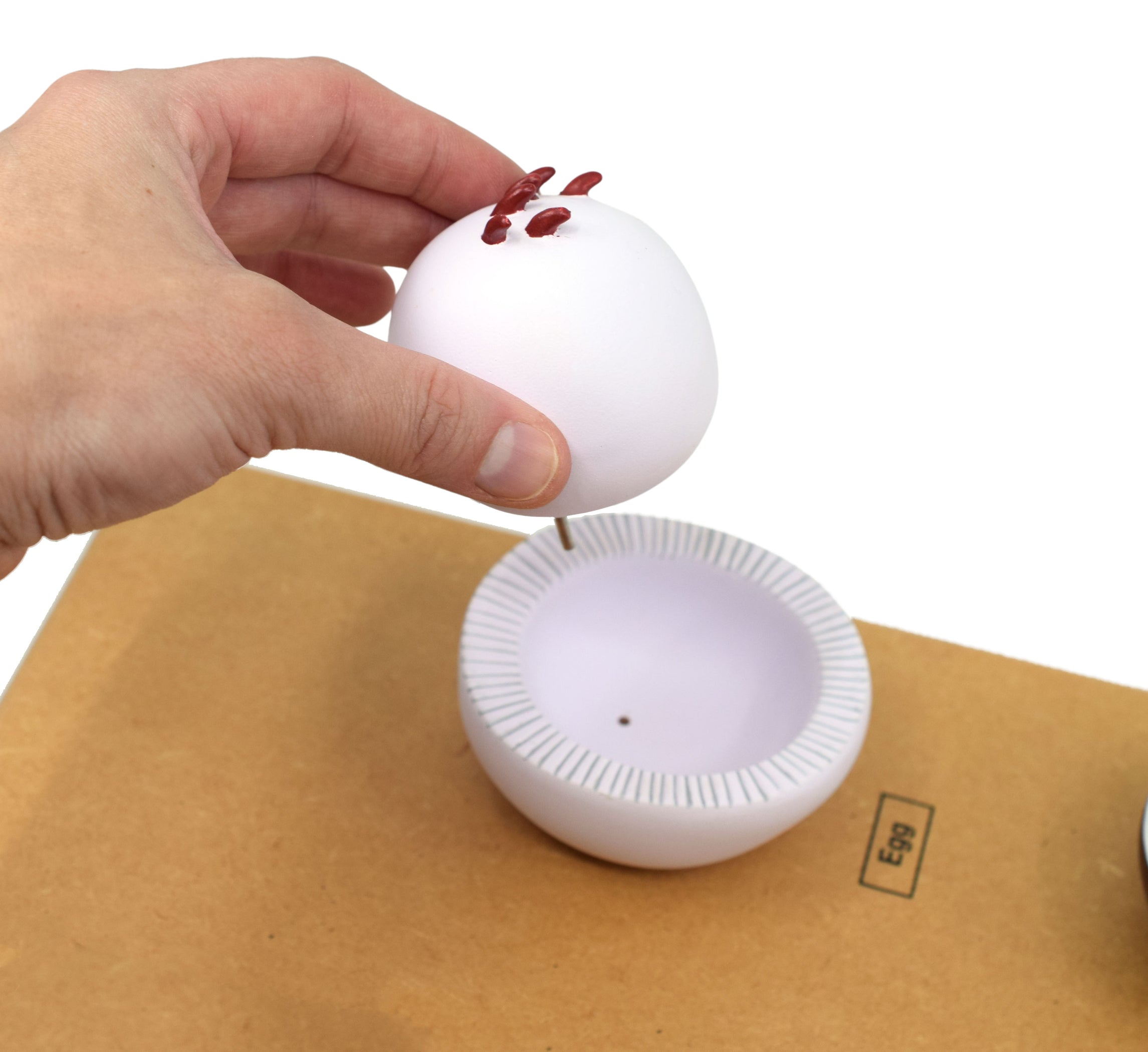 Comparative Tapeworm Model - Developmental Anatomy - Mounted on 18"x20 ...