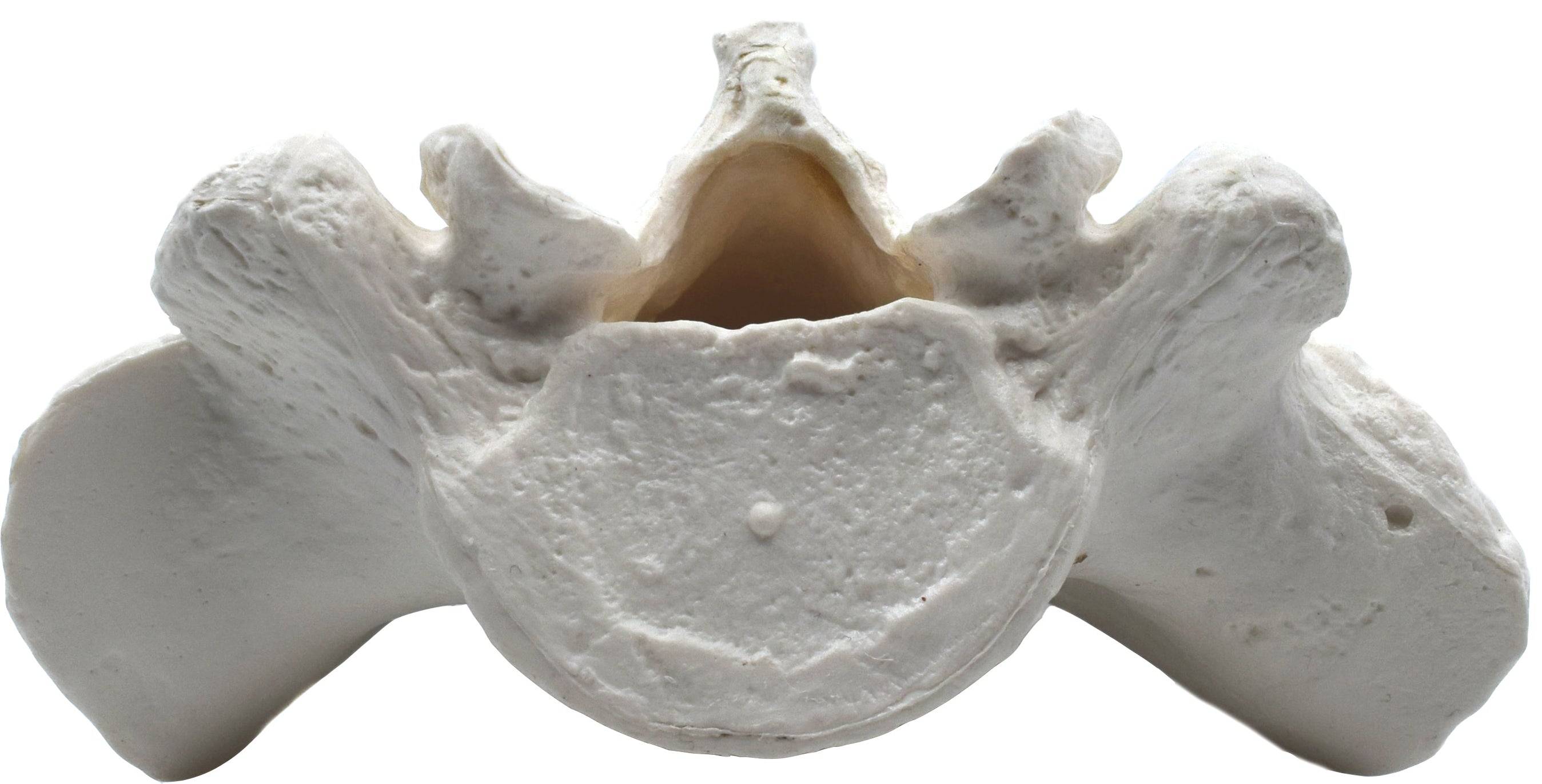 Sacrum Bone Model - Anatomically Accurate, Detailed Human Bone Replica ...