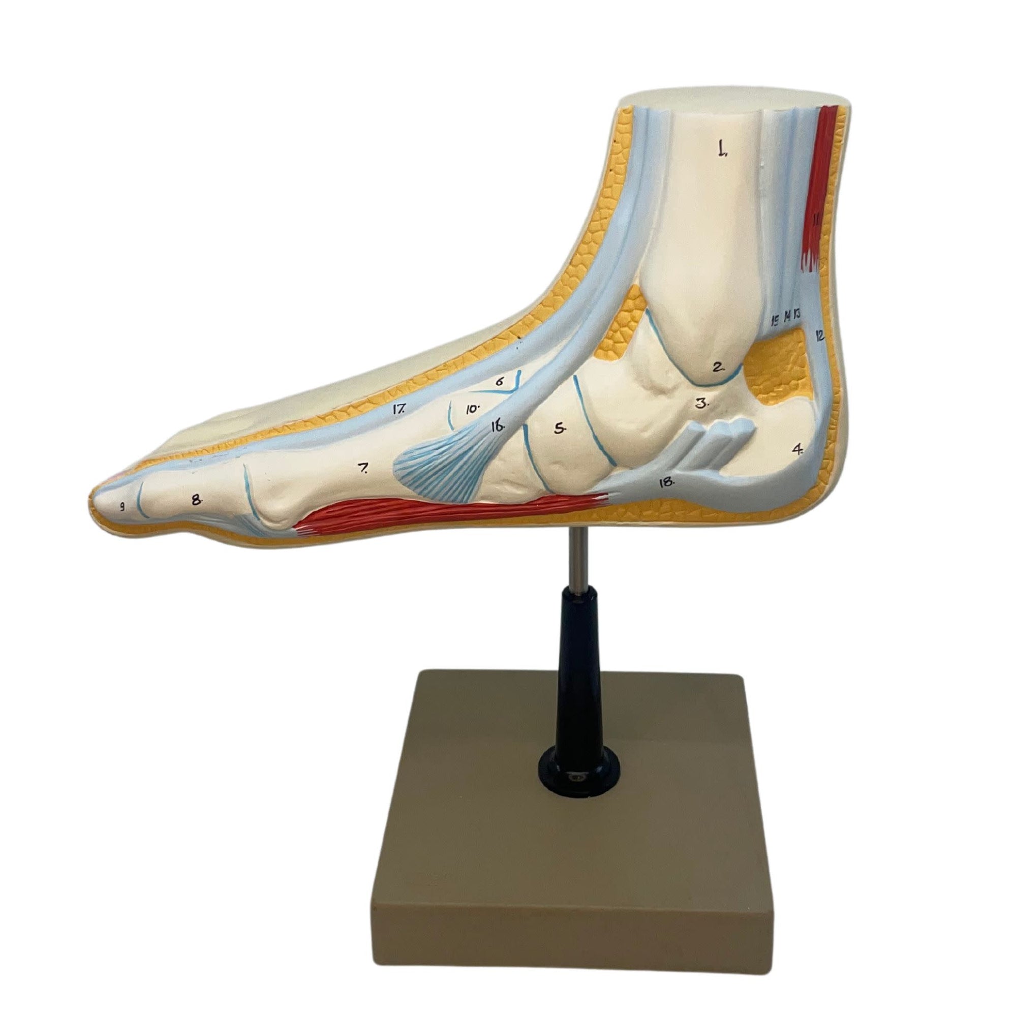 Eisco Labs - Human Foot Bow Model with 3 Feet - Anatomical Foot Model ...