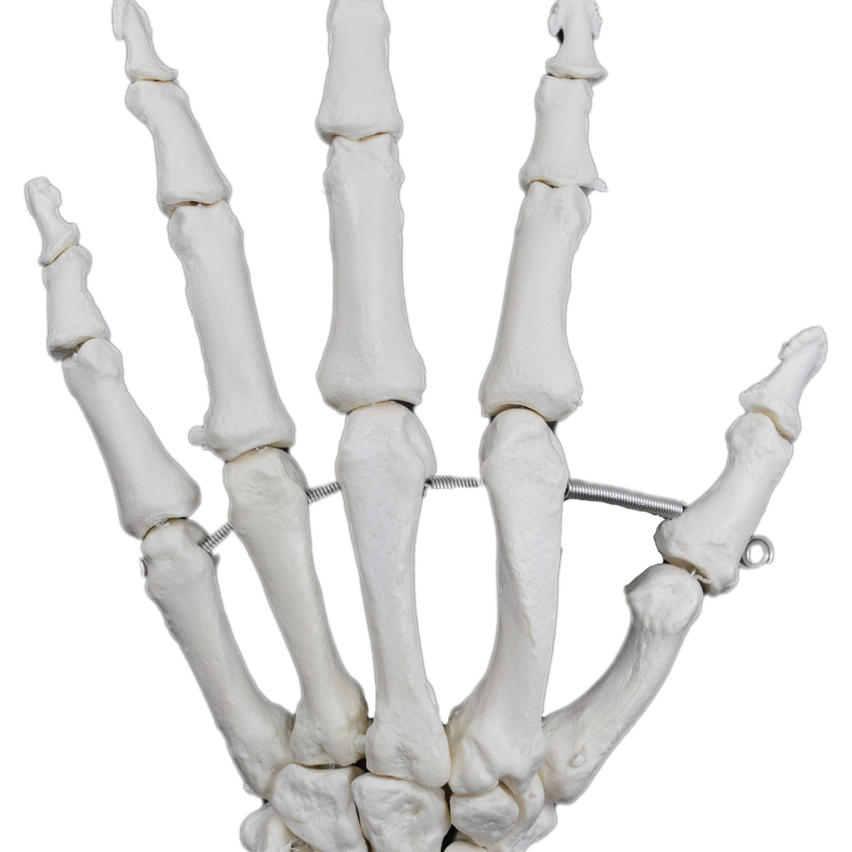 Articulated Hand Bone Model (Left) - Detailed Human Bone Replica, Anat ...