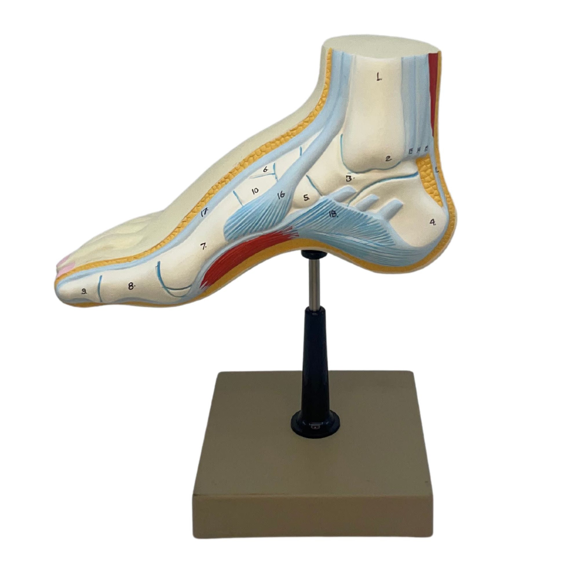 Eisco Labs - Human Foot Bow Model with 3 Feet - Anatomical Foot Model ...