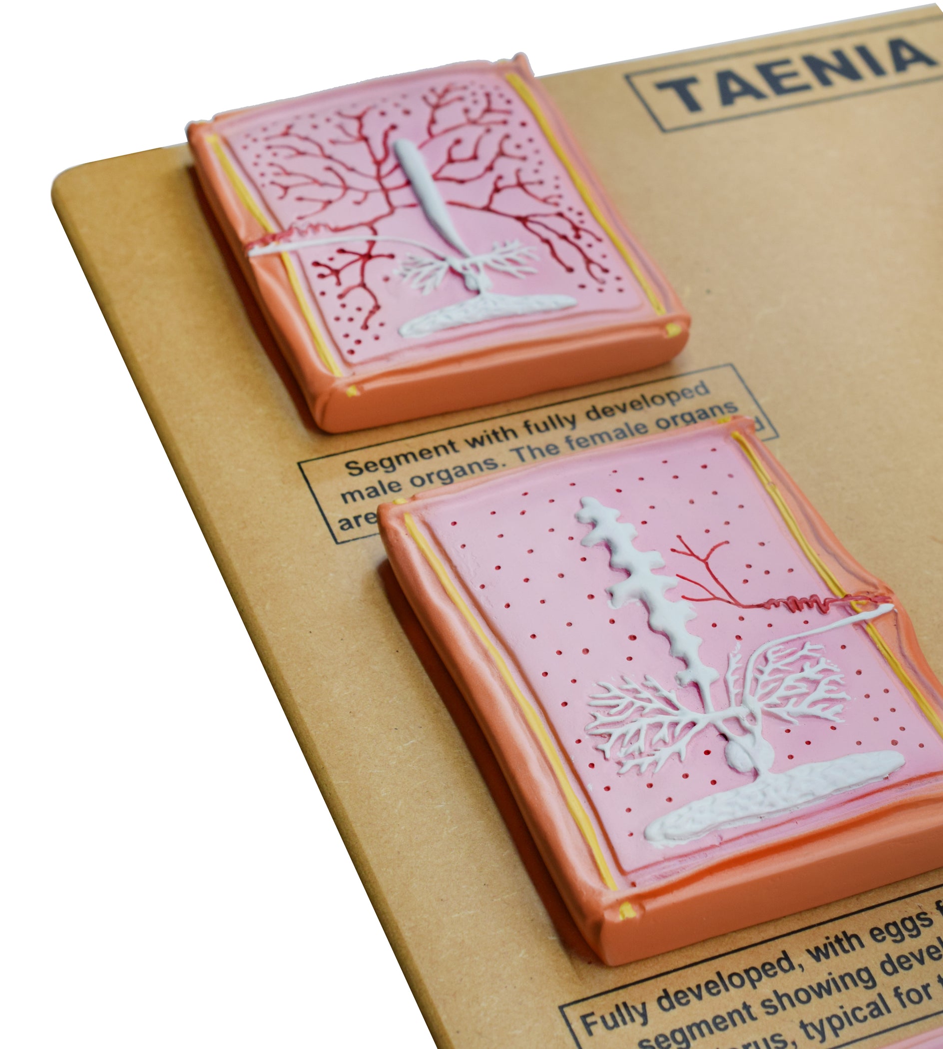 Comparative Tapeworm Model - Developmental Anatomy - Mounted on 18"x20 ...