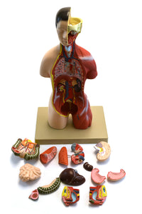 Eisco Labs Adult Torso Anatomical Model with Head, 16 parts, Half-Size ...