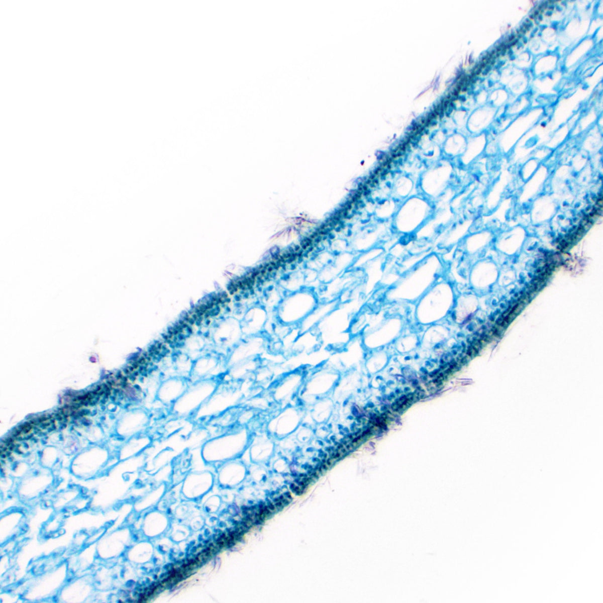 Ulva Thallus Sections - Prepared Microscope Slide - 75x25mm — hBARSCI