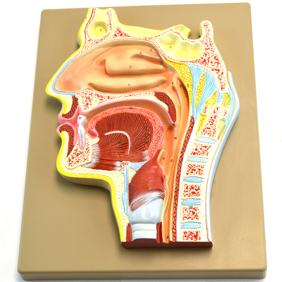 Eisco Labs Human Nose Anatomical Model, Longitudinal Section, 2 Times ...