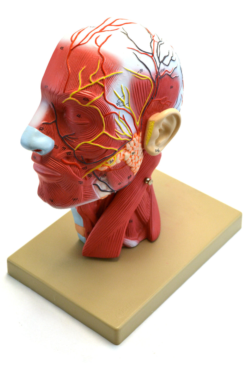 Model Human Half Head and Neck with Musculature - 2 Parts — hBARSCI