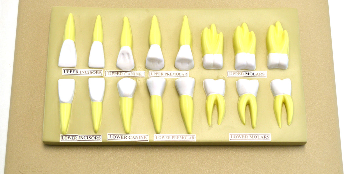 Human Teeth Anatomical Model, Set of 16, 2 Times Life Size — hBARSCI
