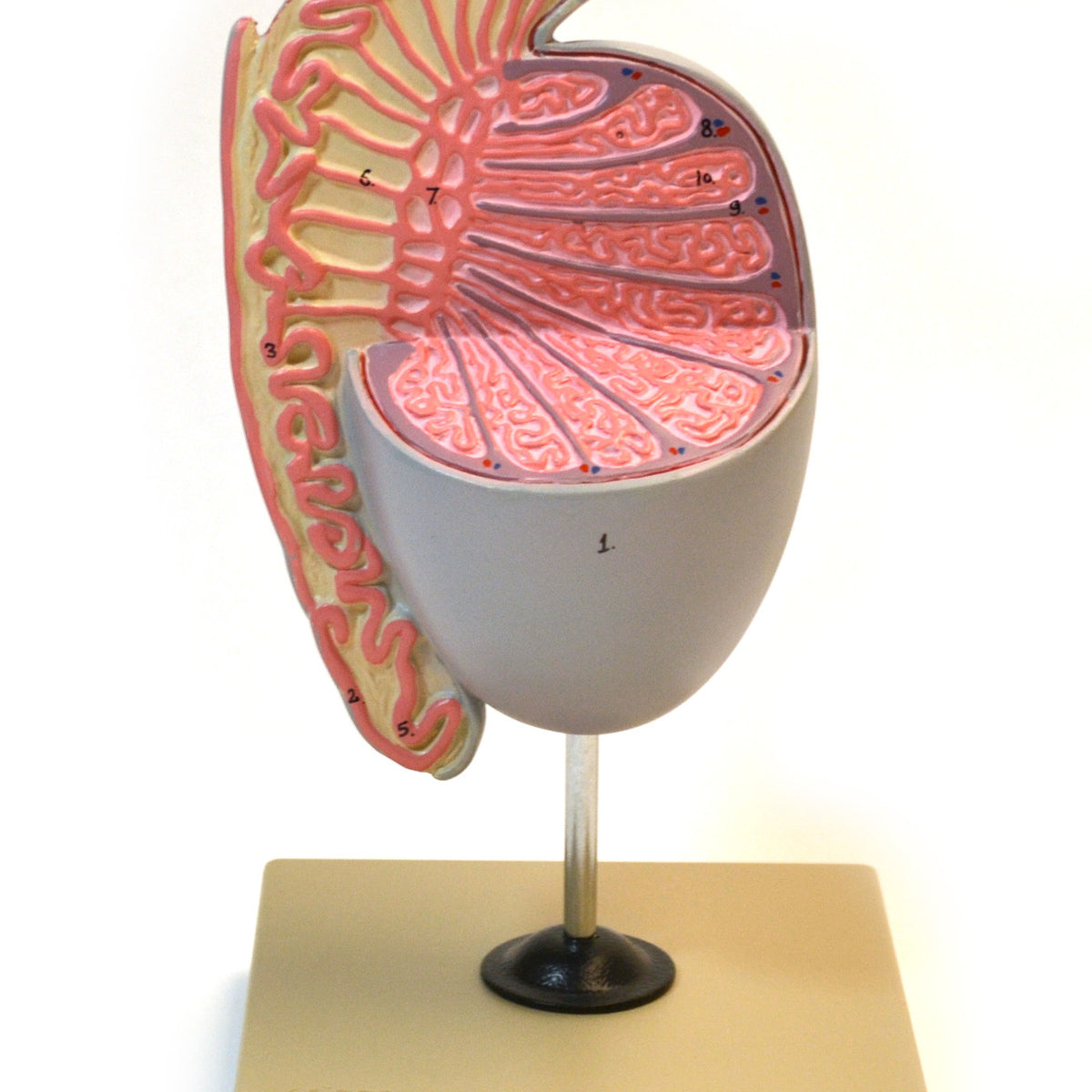 Human Testicle Model, with Details - Mounted on Stand, 9" tall — hBARSCI