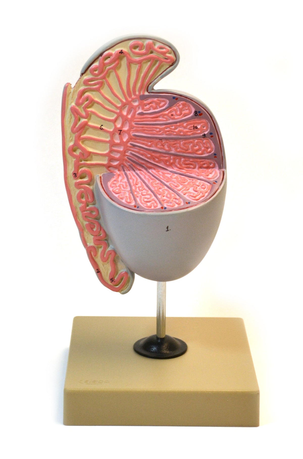 Human Testicle Model, with Details - Mounted on Stand, 9" tall — hBARSCI