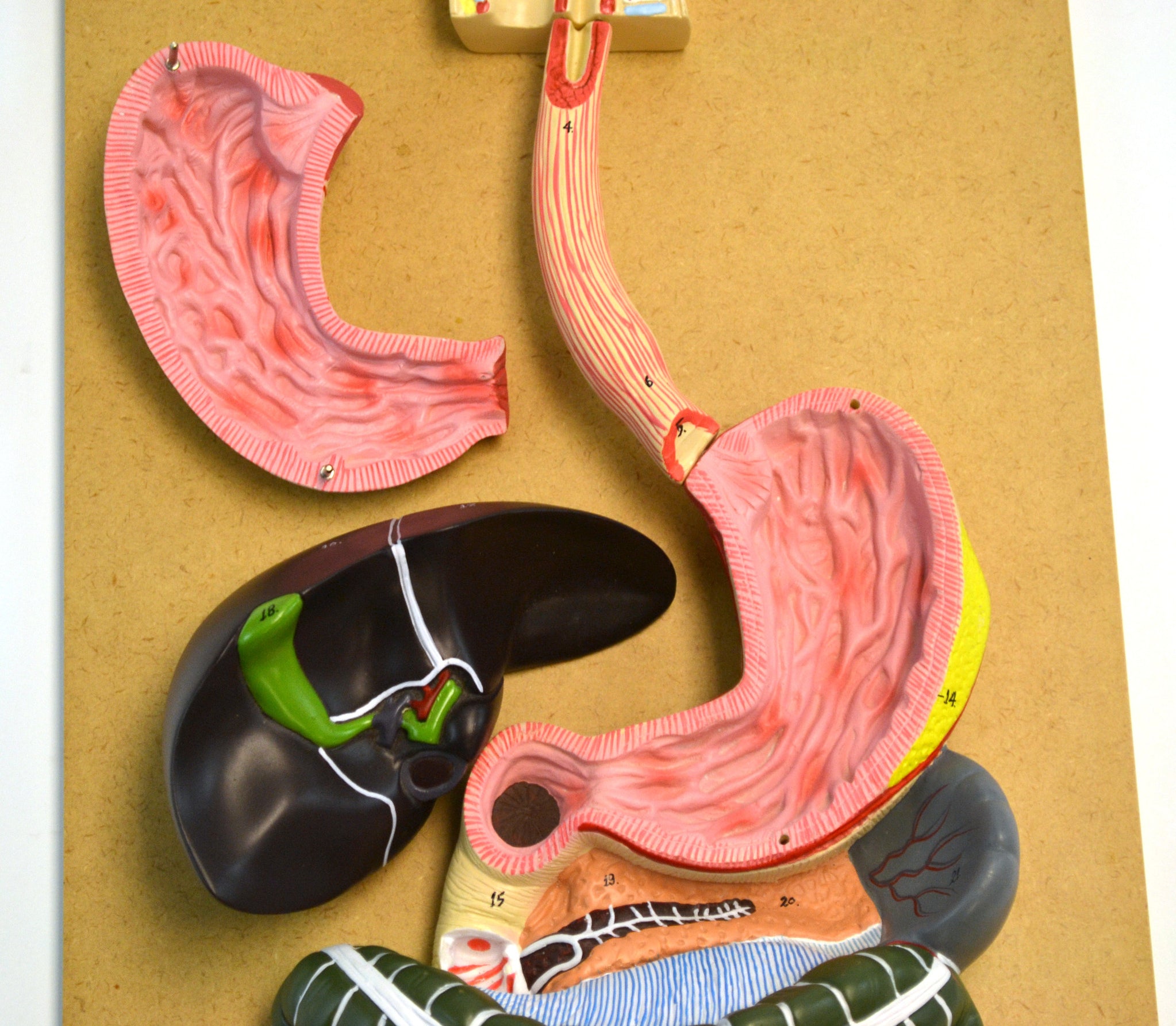 Eisco Labs Human Digestive System Model, Life Size, 32" Tall, 3 Parts ...