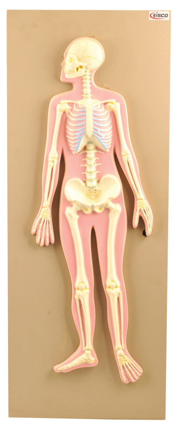 Model Human Skeletal System — hBARSCI