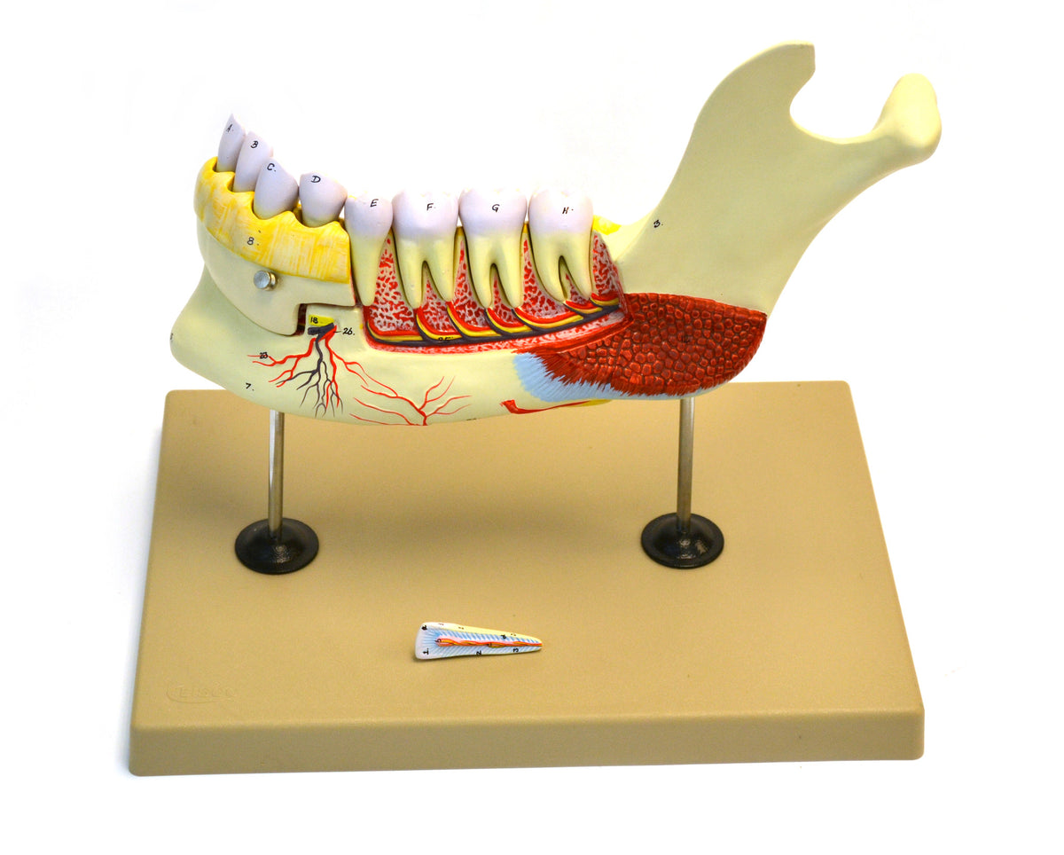 Eisco Labs Lower Human Jaw Model - 5 times Life size — hBARSCI