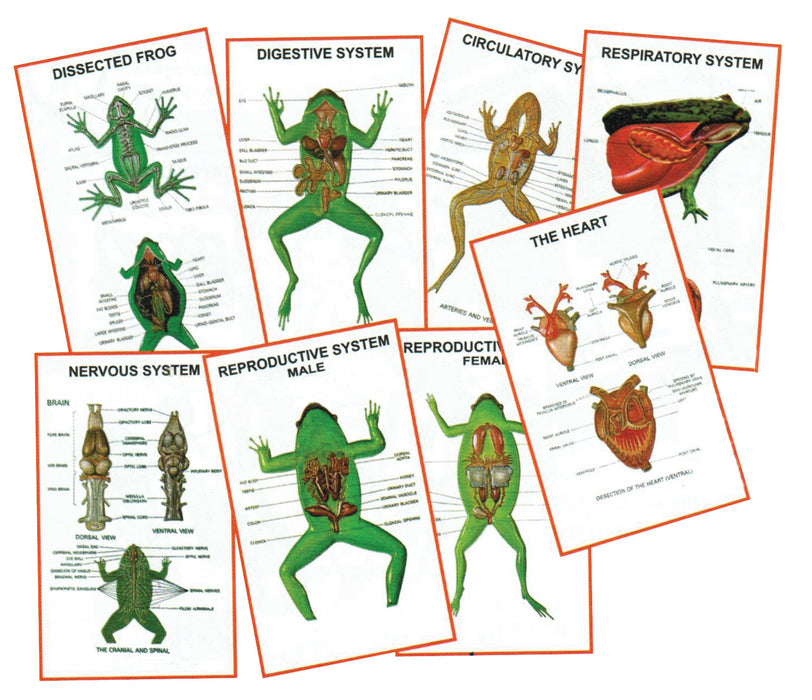 Frog Digestive System Diagram