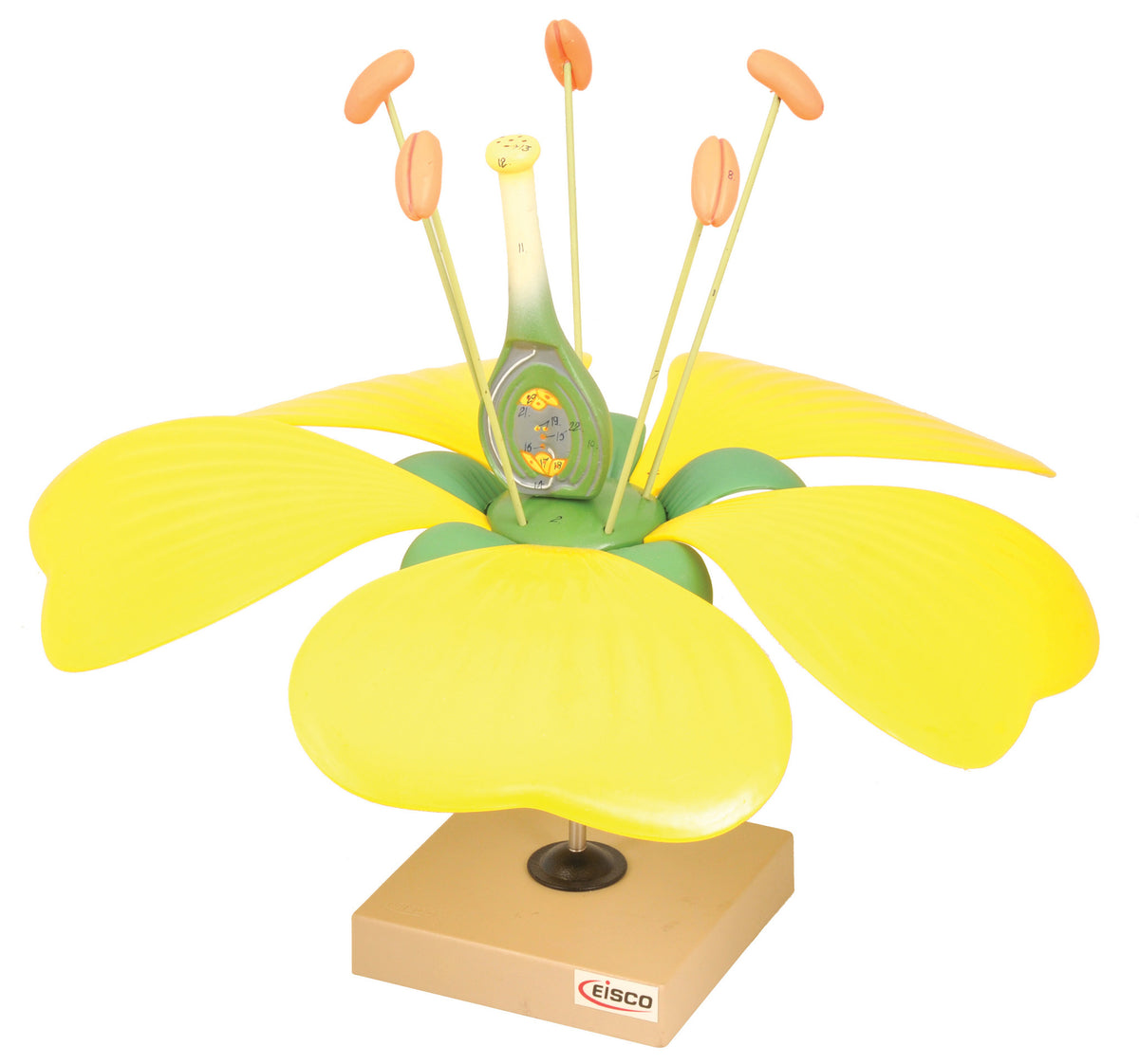 Model Typical Flower — hBARSCI