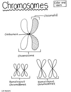 Chromosomes - Printable Coloring Page - Educational & Teaching Resourc ...