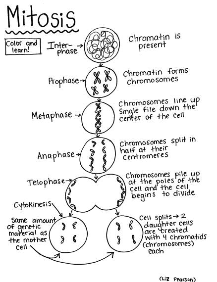 Mitosis - Printable Coloring Page - Educational & Teaching Resource ...