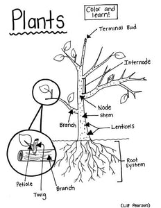 Plants Printable Coloring Page - Educational & Teaching Resource — hBARSCI